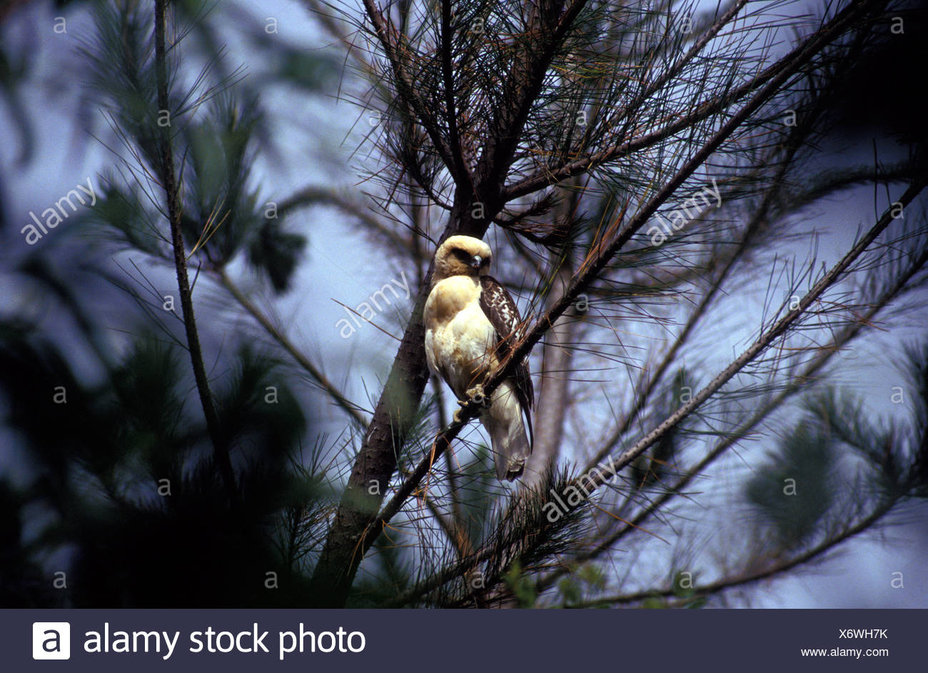 Aumakua High Resolution Stock Photography and Images - Alamy
