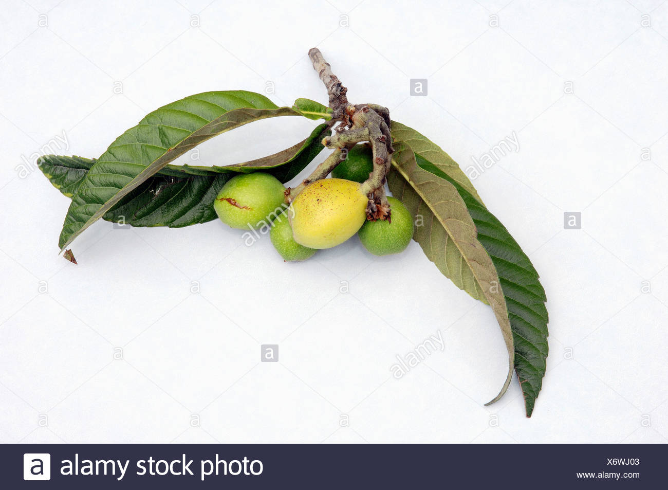 Mispel Fruechte High Resolution Stock Photography and Images - Alamy