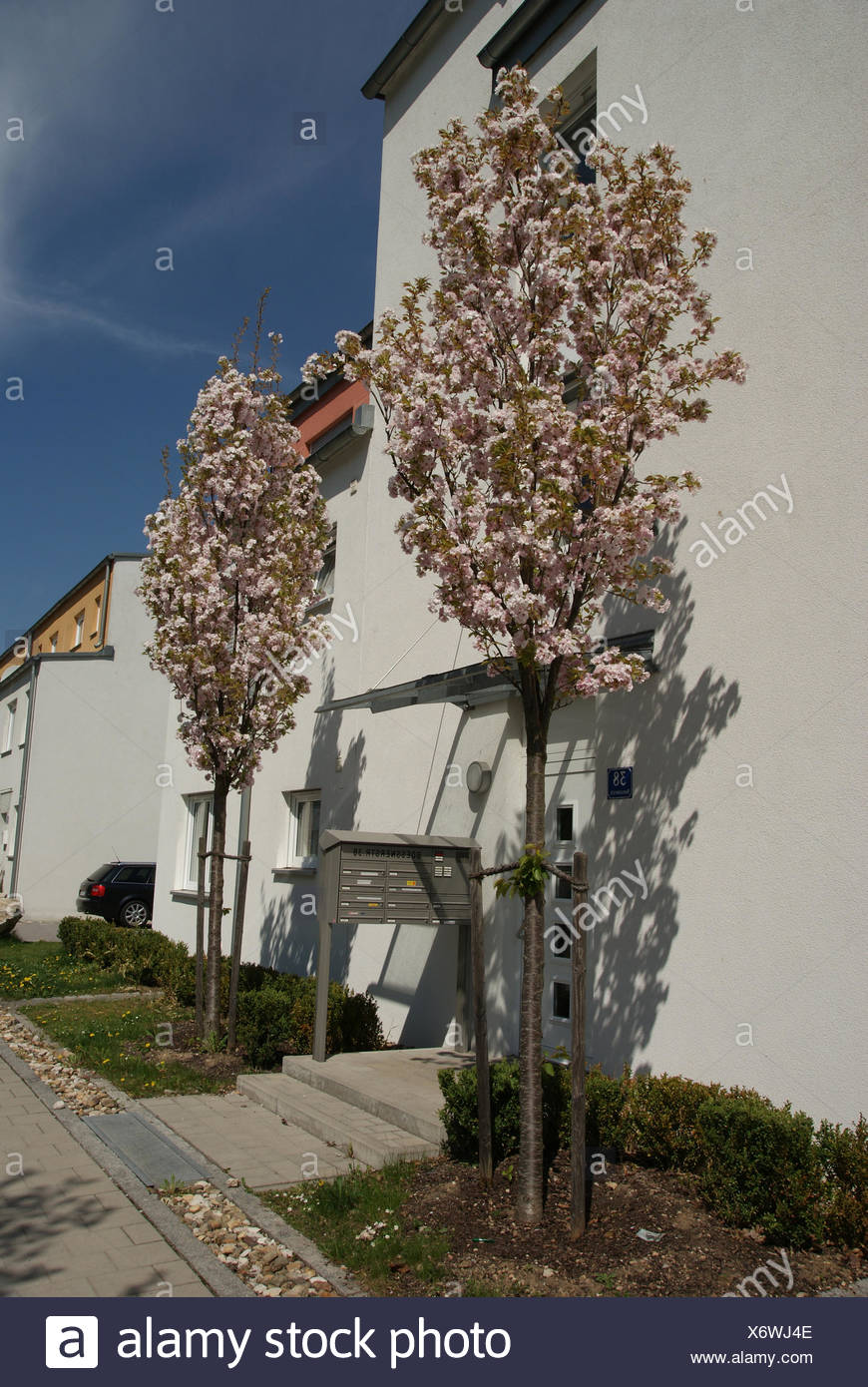 Flowering Cherry Tree Prunus Amanogawa High Resolution Stock ...