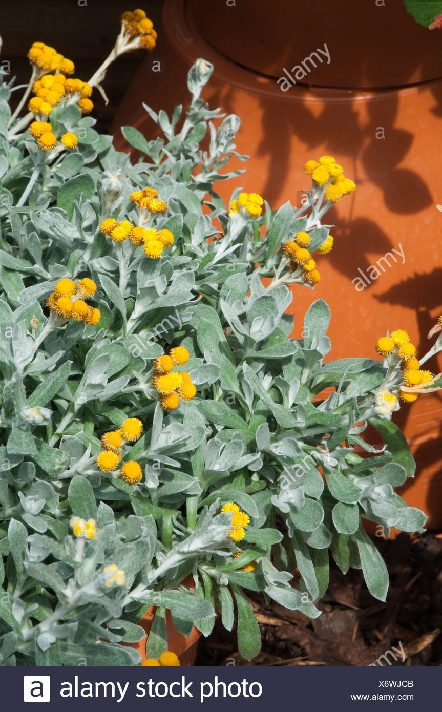 Chrysocephalum High Resolution Stock Photography and Images - Alamy