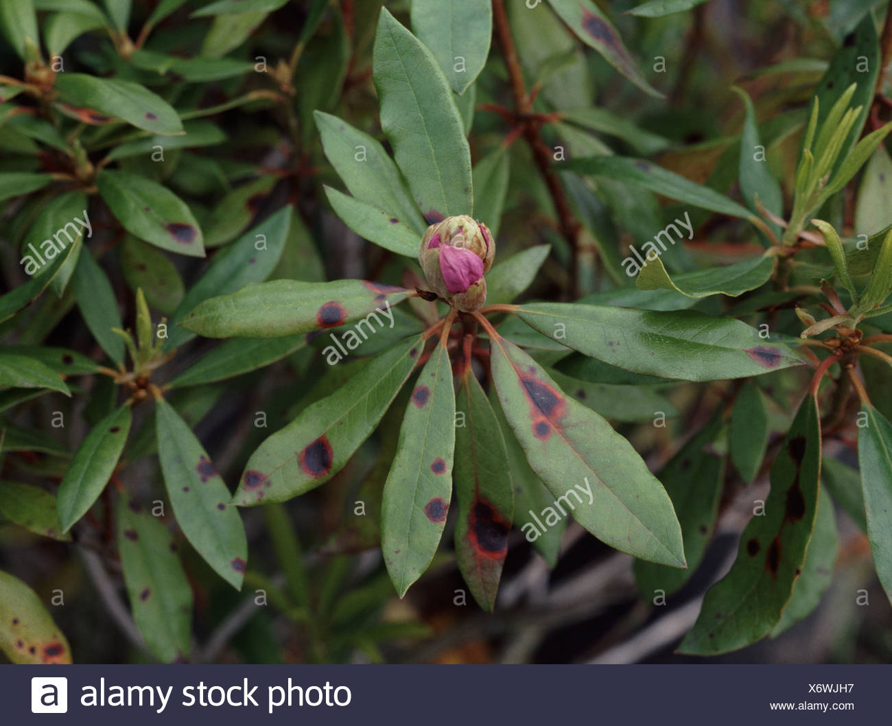 Rhododendron Leaf Spot Stock Photos & Rhododendron Leaf Spot Stock ...