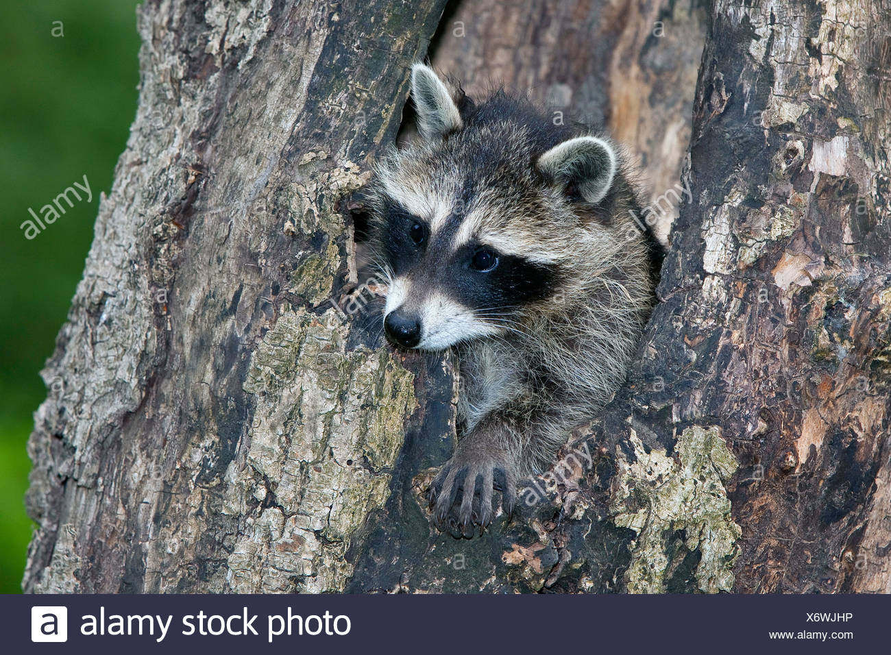 Raccoon In Tree Stock Photos & Raccoon In Tree Stock Images - Alamy