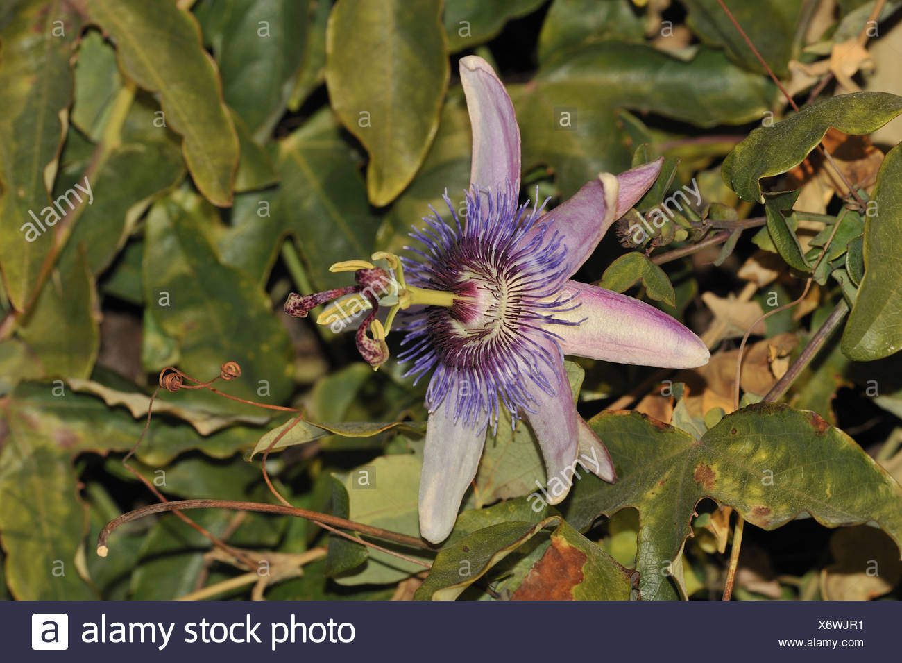 Passiflora Spec High Resolution Stock Photography and Images - Alamy