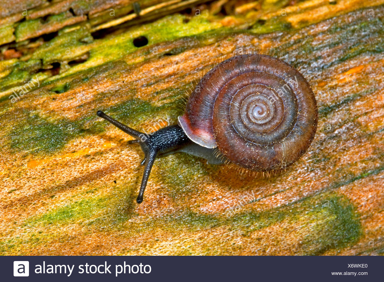 Helicodonta High Resolution Stock Photography and Images - Alamy