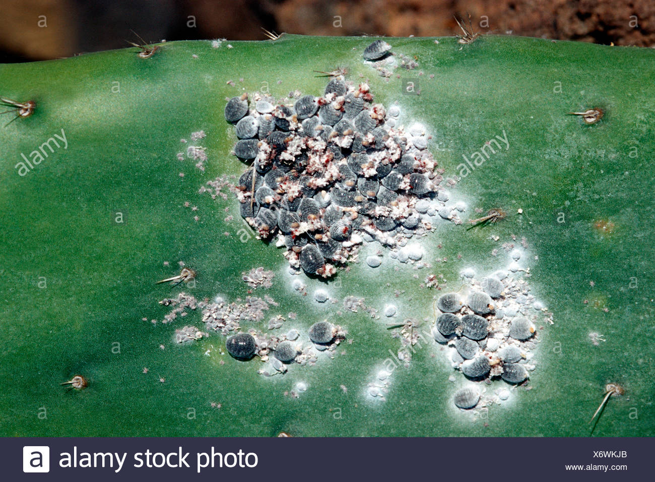 Coccus Cacti High Resolution Stock Photography and Images - Alamy