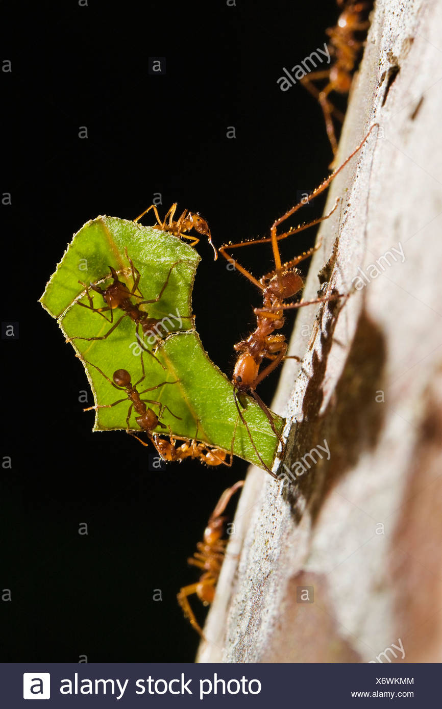 Leaf Cutter Ants Rainforest Stock Photos & Leaf Cutter Ants Rainforest ...