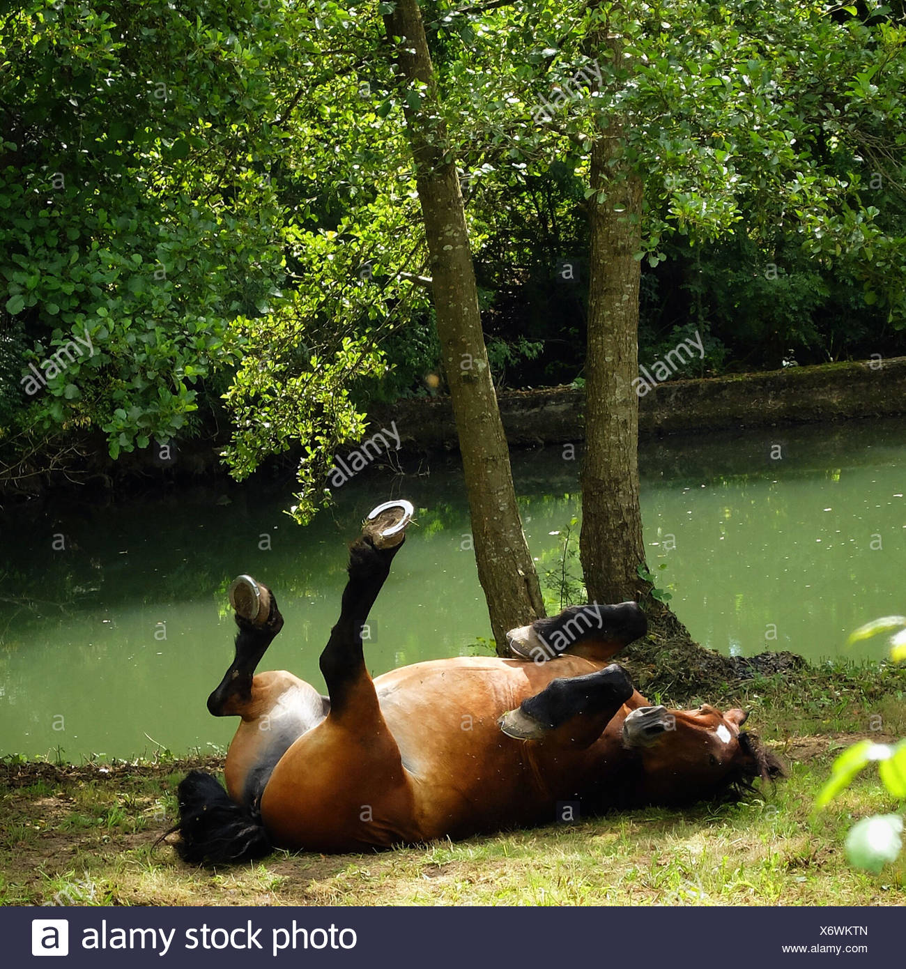Back Horse High Resolution Stock Photography and Images - Alamy