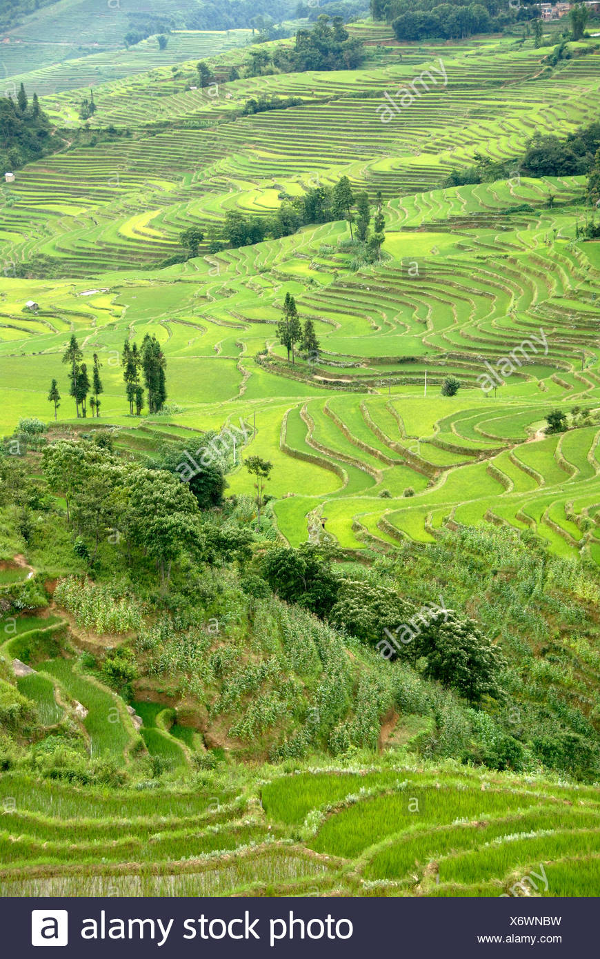 Rice Fields China Stock Photos & Rice Fields China Stock Images - Alamy