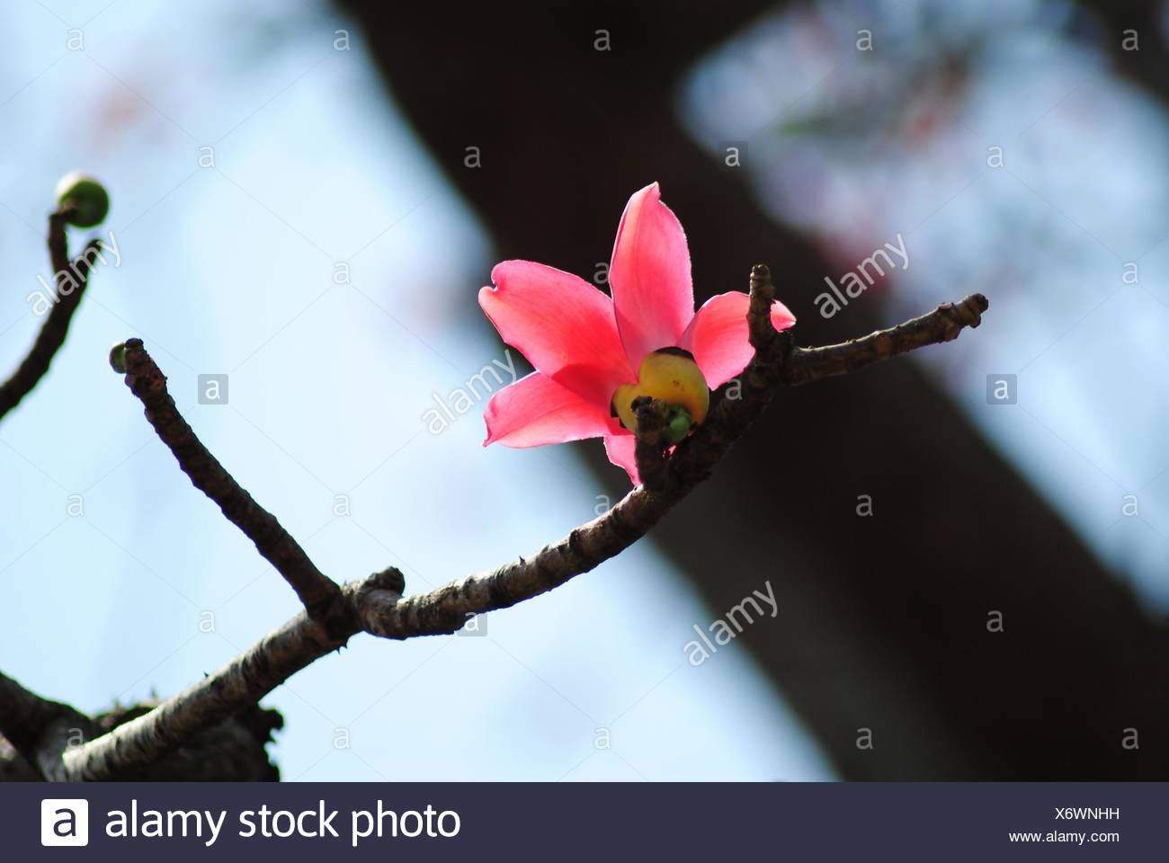 Cotton Flower India High Resolution Stock Photography and Images - Alamy