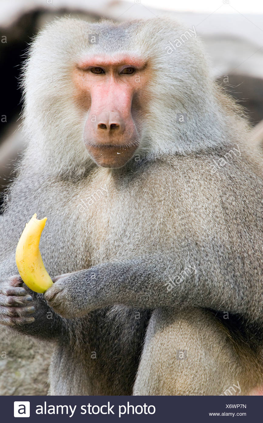 Monkey Banana Stock Photos & Monkey Banana Stock Images - Alamy
