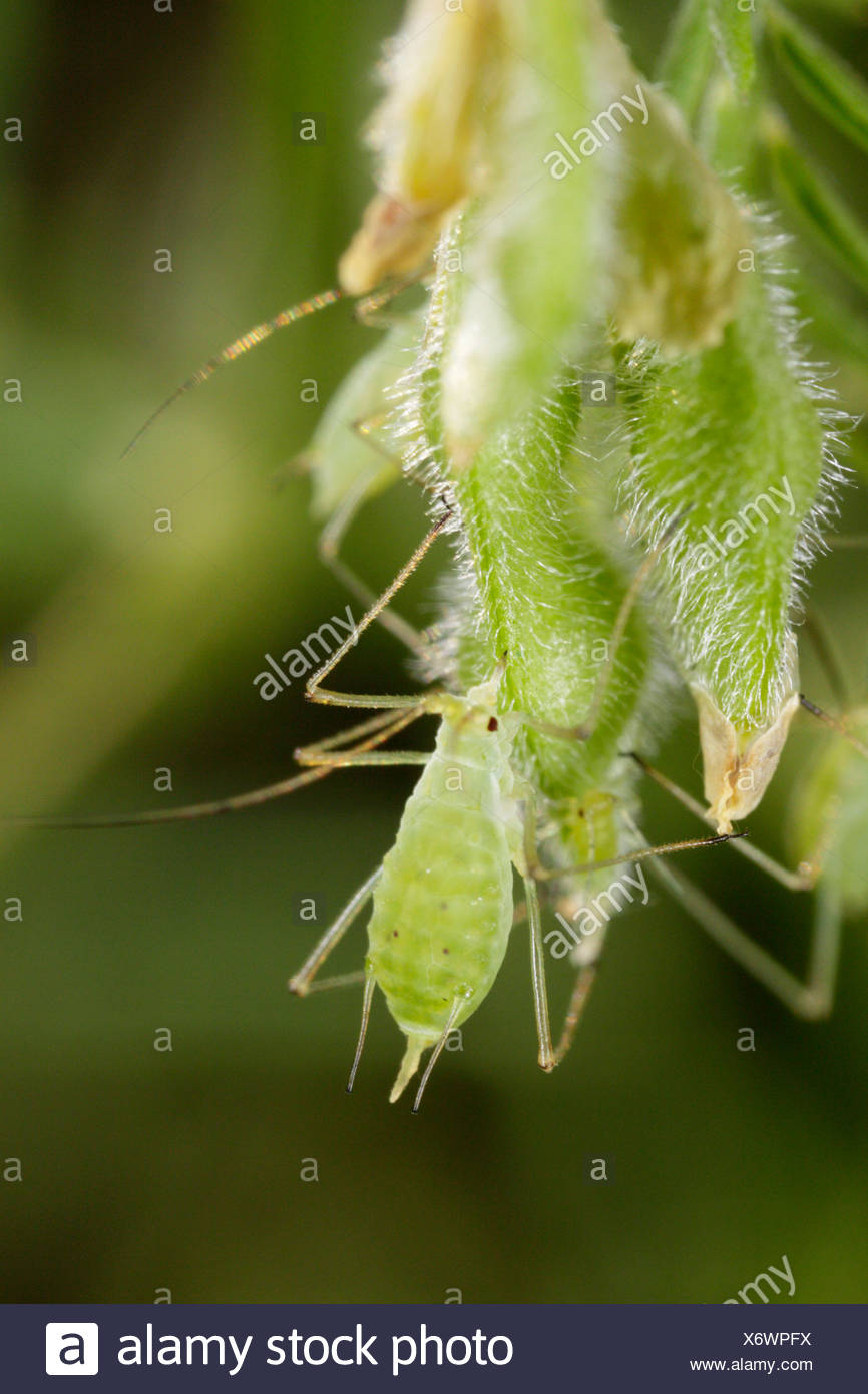 Pea Aphid Acyrthosiphon Pisum Stock Photos & Pea Aphid Acyrthosiphon ...