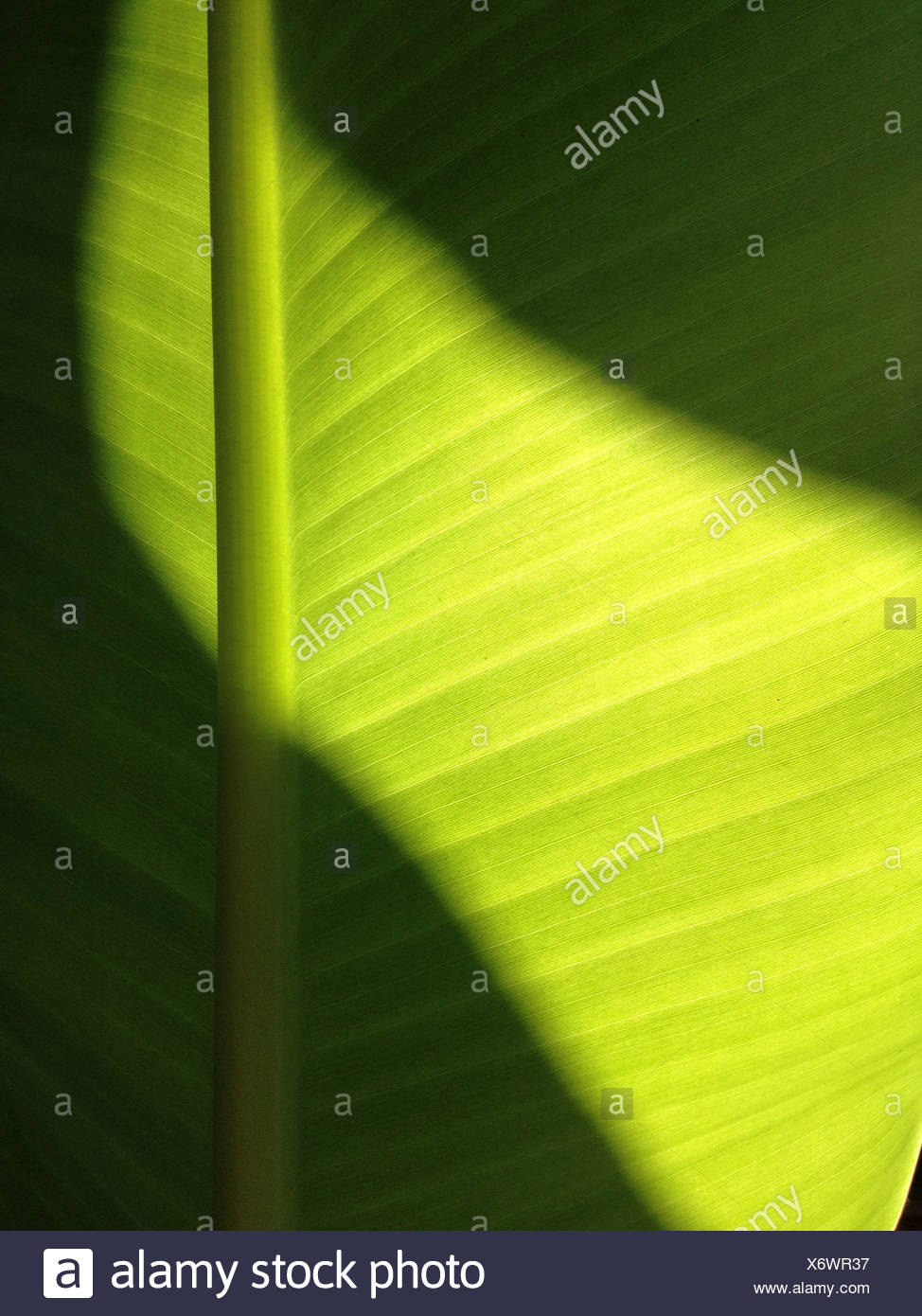 Linear Leaf High Resolution Stock Photography and Images - Alamy