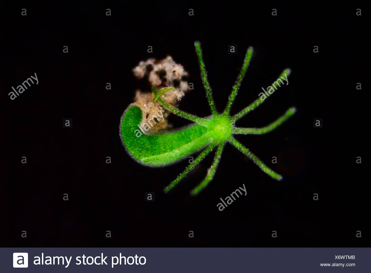 Hydra Microscope Stock Photos & Hydra Microscope Stock Images - Alamy