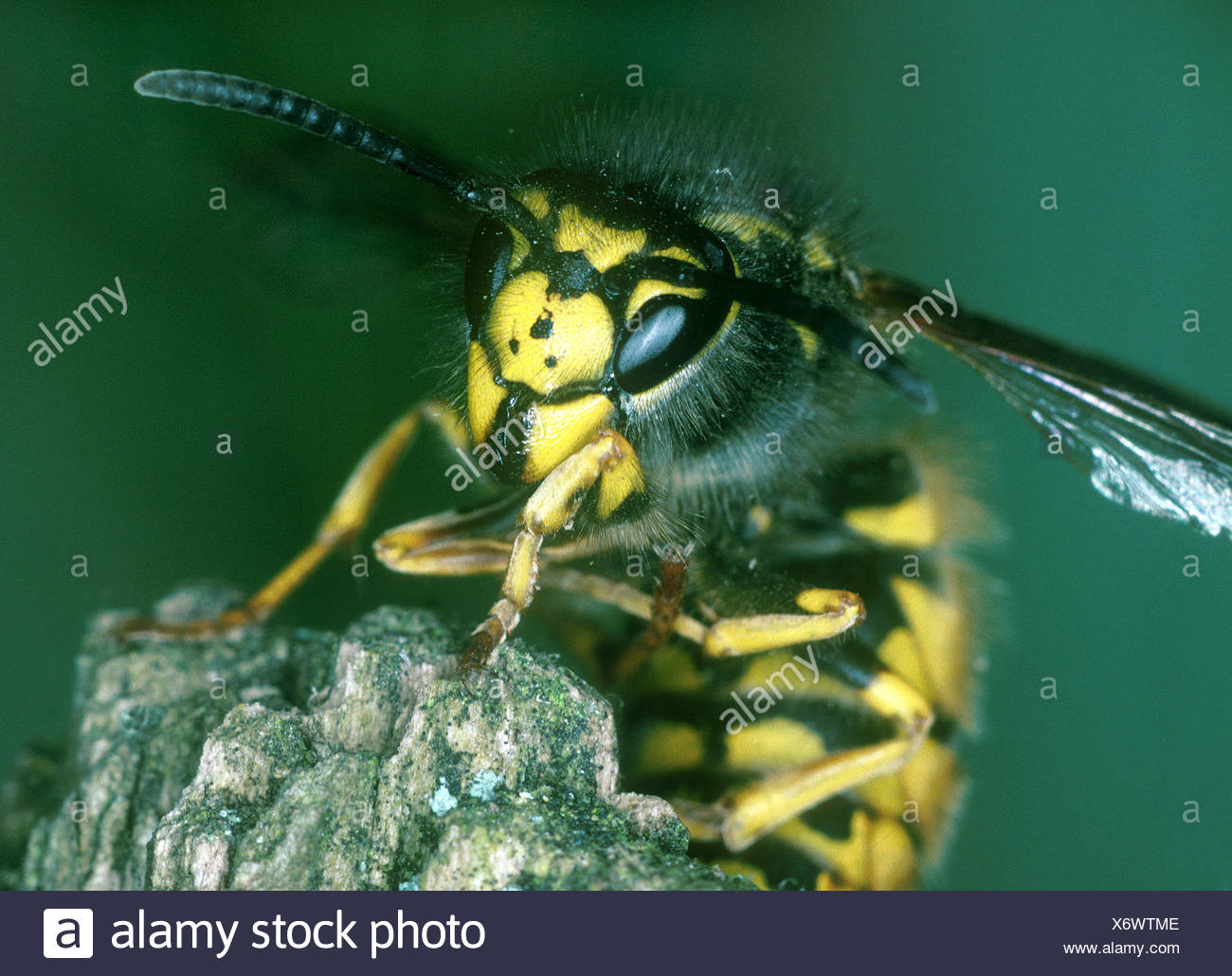Vespa Germanica High Resolution Stock Photography and Images - Alamy