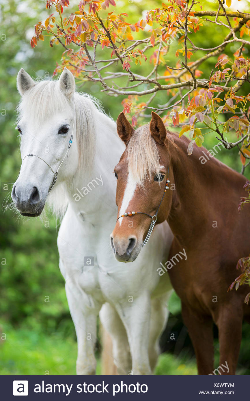 Horse Standing Under Tree Stock Photos & Horse Standing Under Tree ...