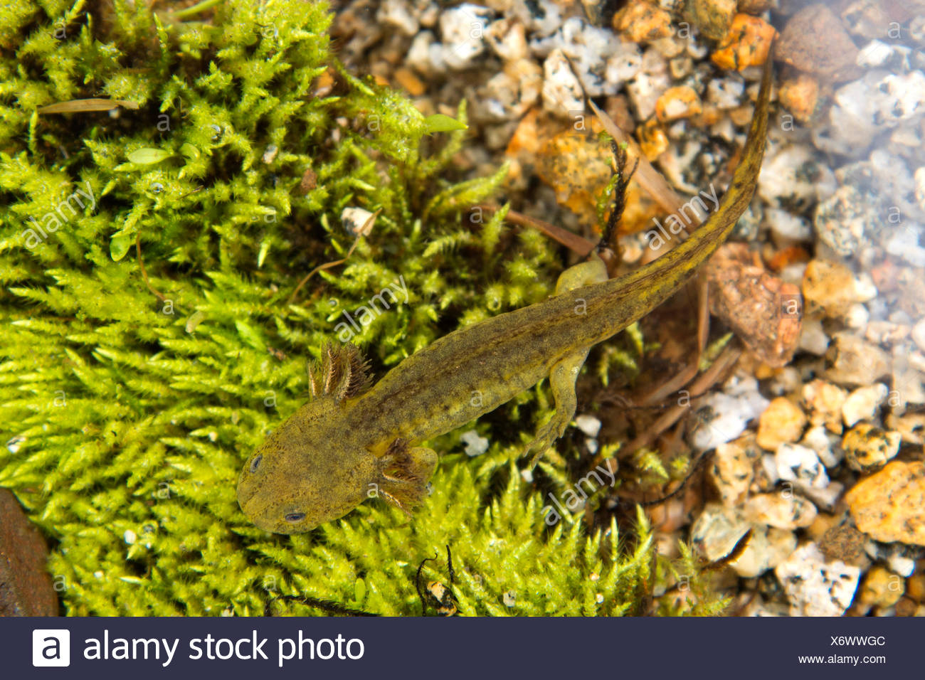 Neotenic Salamander High Resolution Stock Photography and Images - Alamy