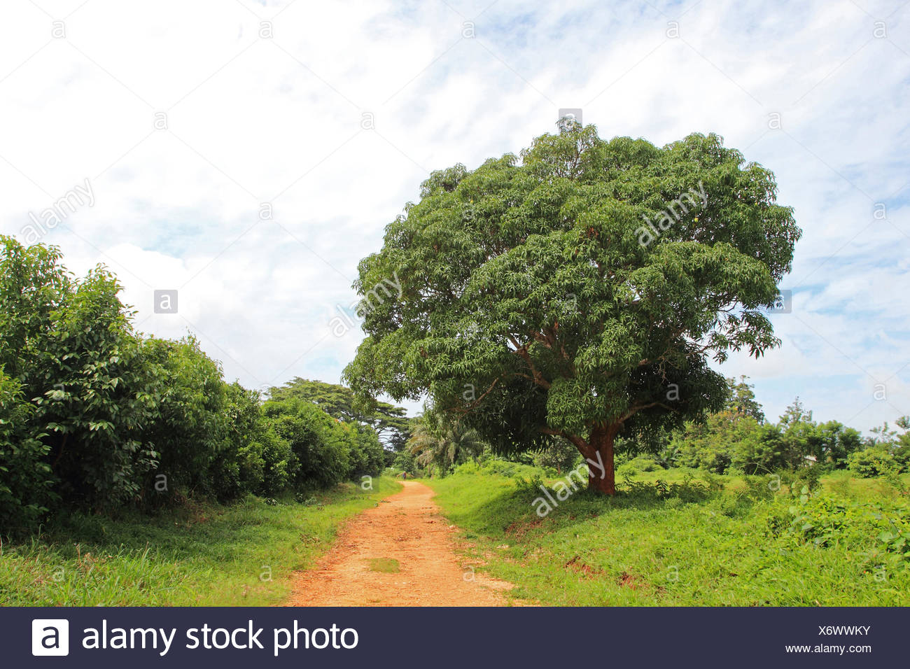 Mango Tree High Resolution Stock Photography and Images - Alamy