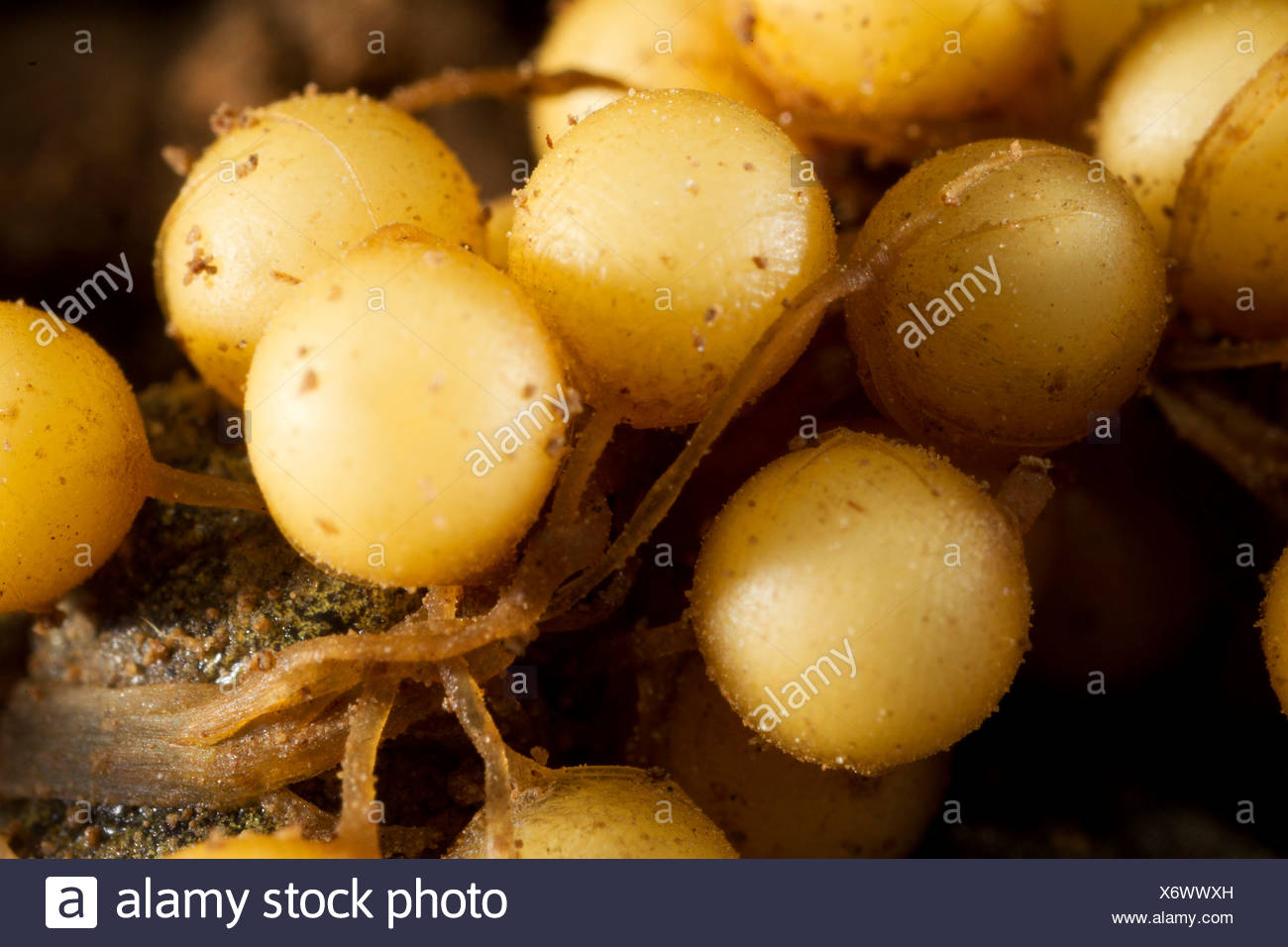 Toad Eggs Stock Photos & Toad Eggs Stock Images - Alamy