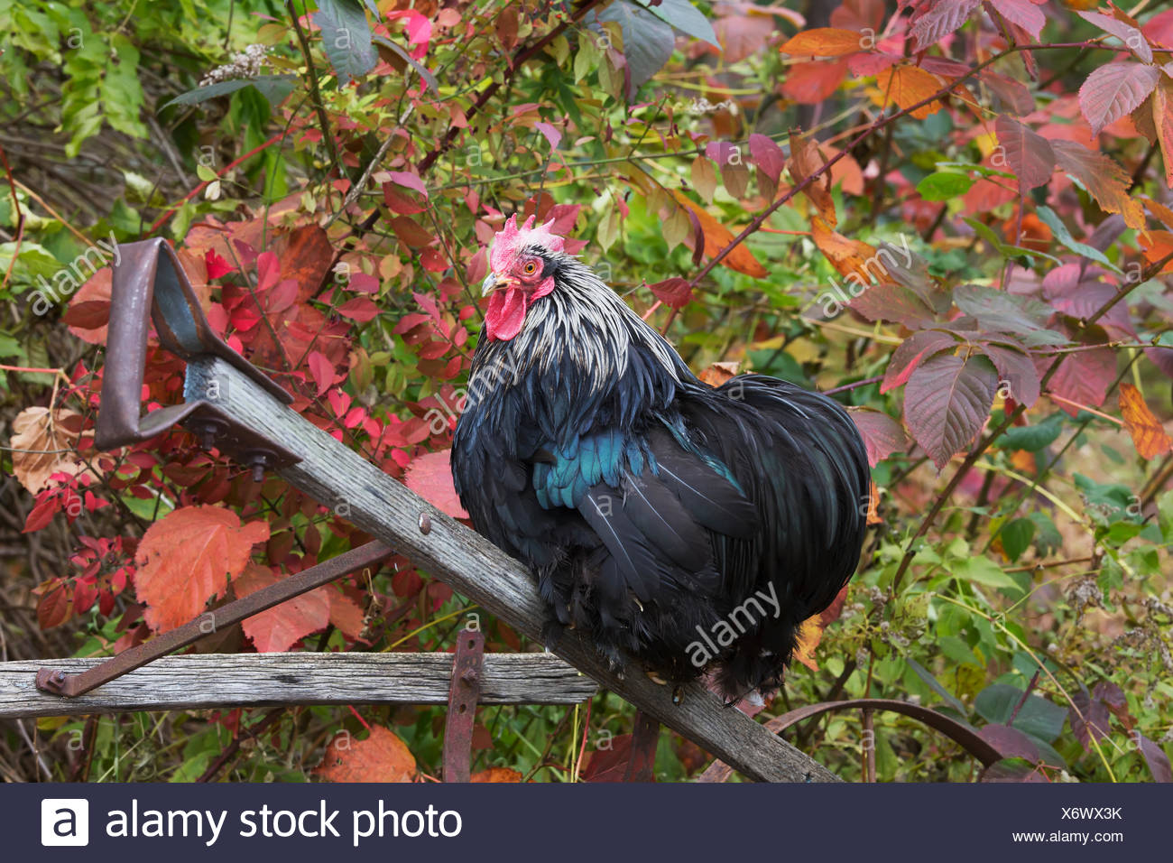Old Rooster High Resolution Stock Photography and Images - Alamy