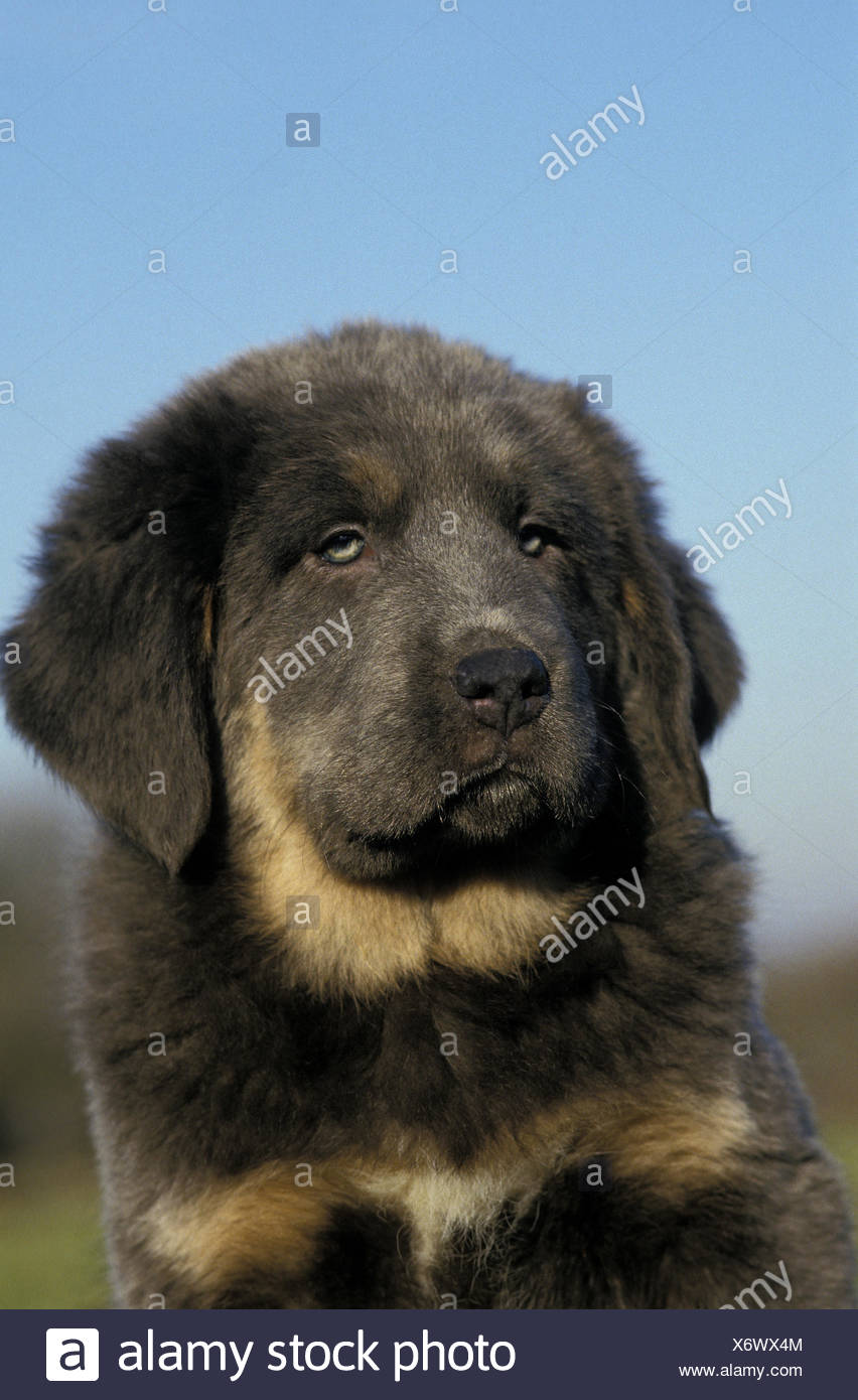 Tibetan Temple Dog Stock Photos & Tibetan Temple Dog Stock Images - Alamy