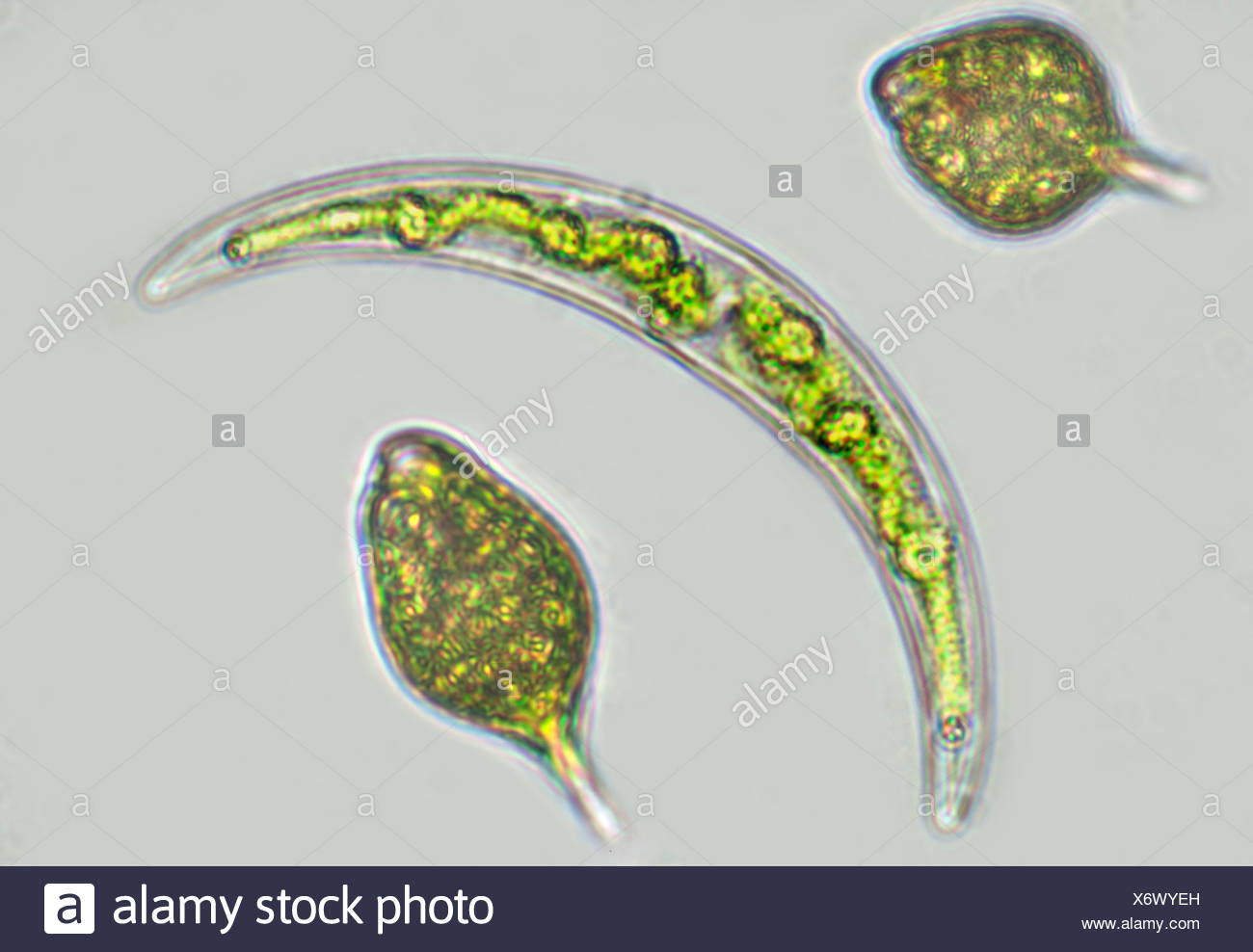 Unicellular Algae Microscope