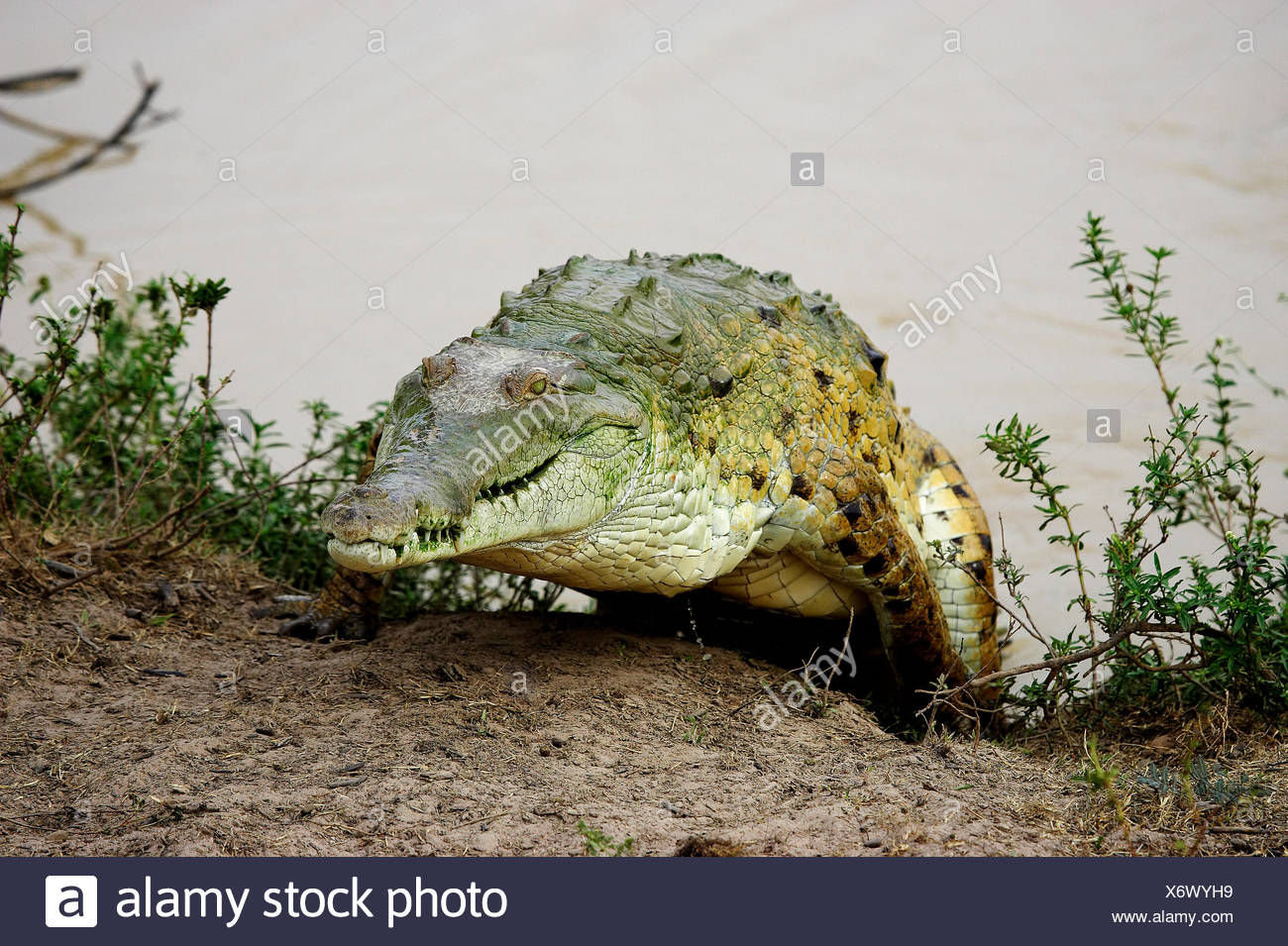 Orinoco Crocodiles High Resolution Stock Photography and Images - Alamy