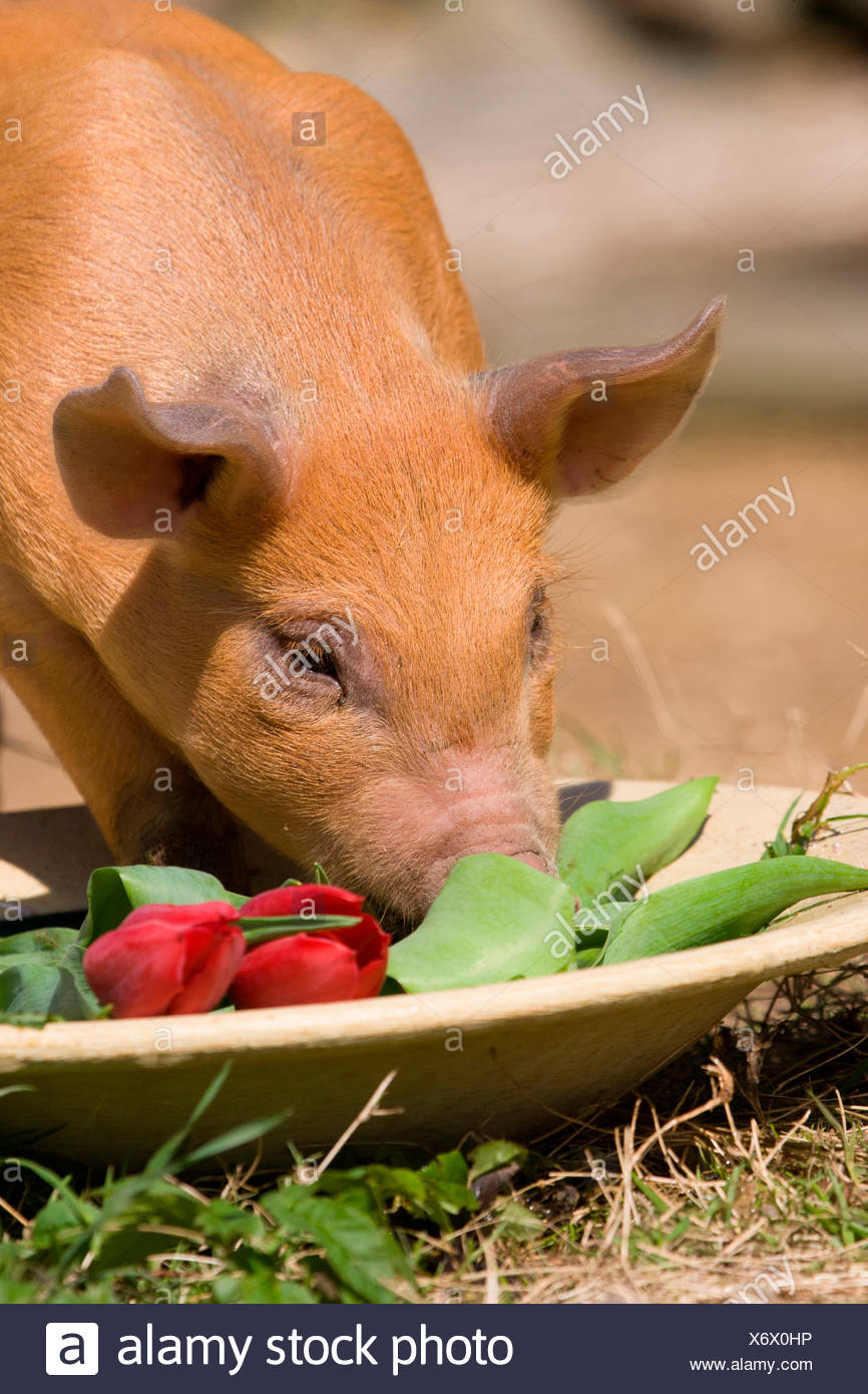 Duroc Pig High Resolution Stock Photography and Images - Alamy