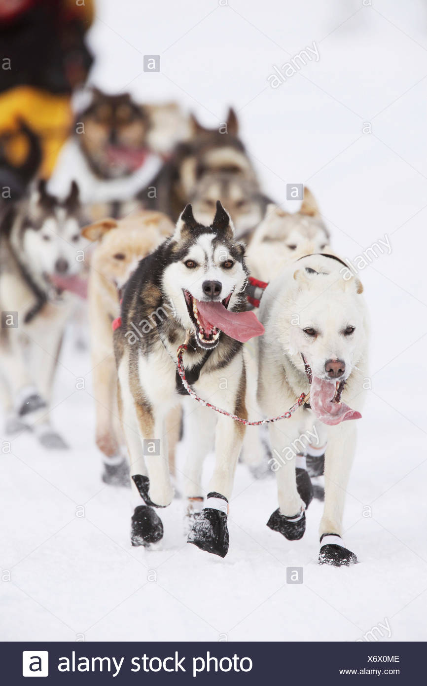 University Of Alaska Anchorage High Resolution Stock Photography and ...
