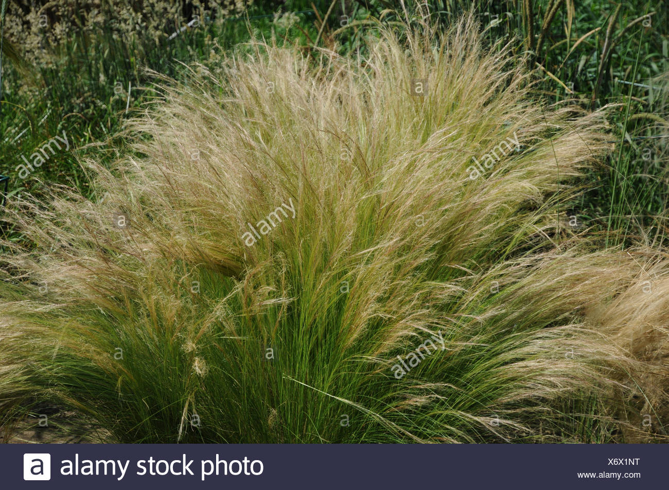 Halfa Grass High Resolution Stock Photography and Images - Alamy