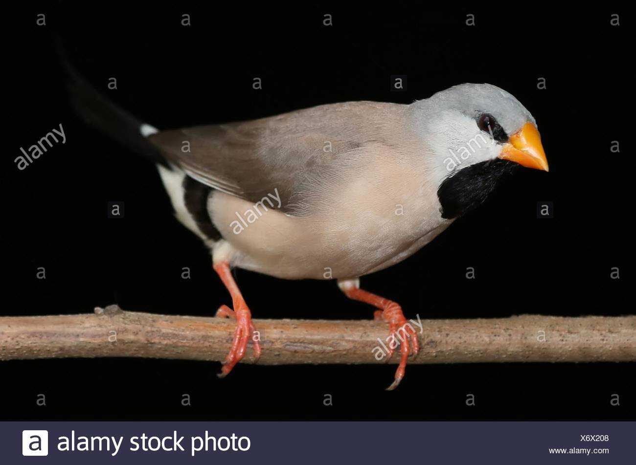 Grassfinch High Resolution Stock Photography and Images - Alamy