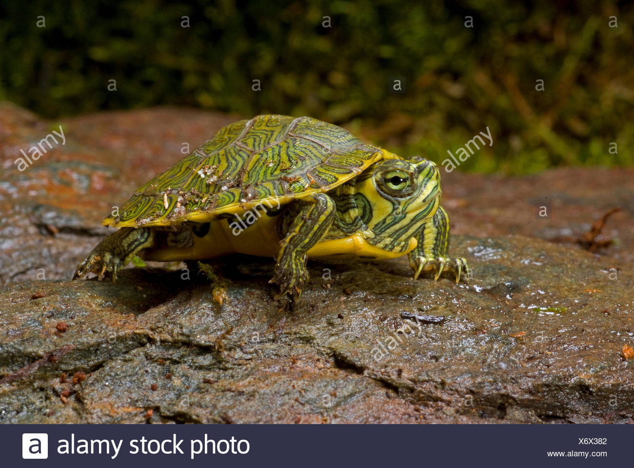 Cumberland Slider Turtle High Resolution Stock Photography and Images ...