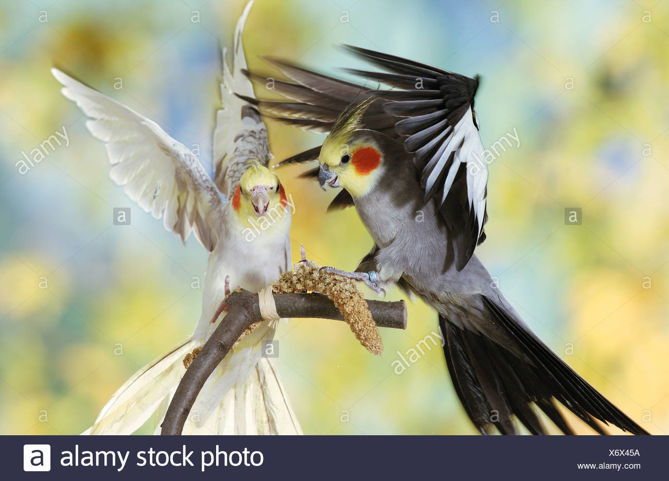 Bird Flying Out Of Cage High Resolution Stock Photography and Images ...