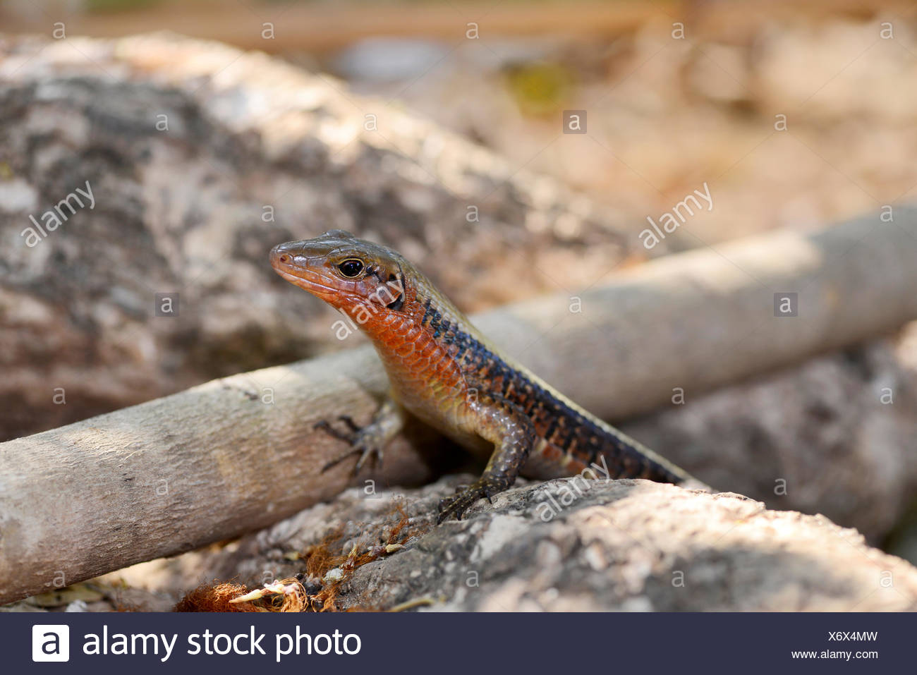 Girdled Lizards High Resolution Stock Photography and Images - Alamy