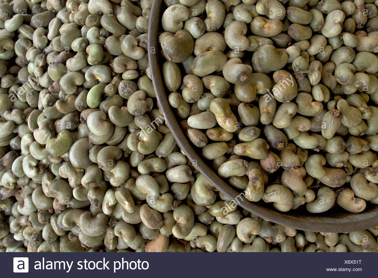 Cashew Nut Goa High Resolution Stock Photography and Images - Alamy