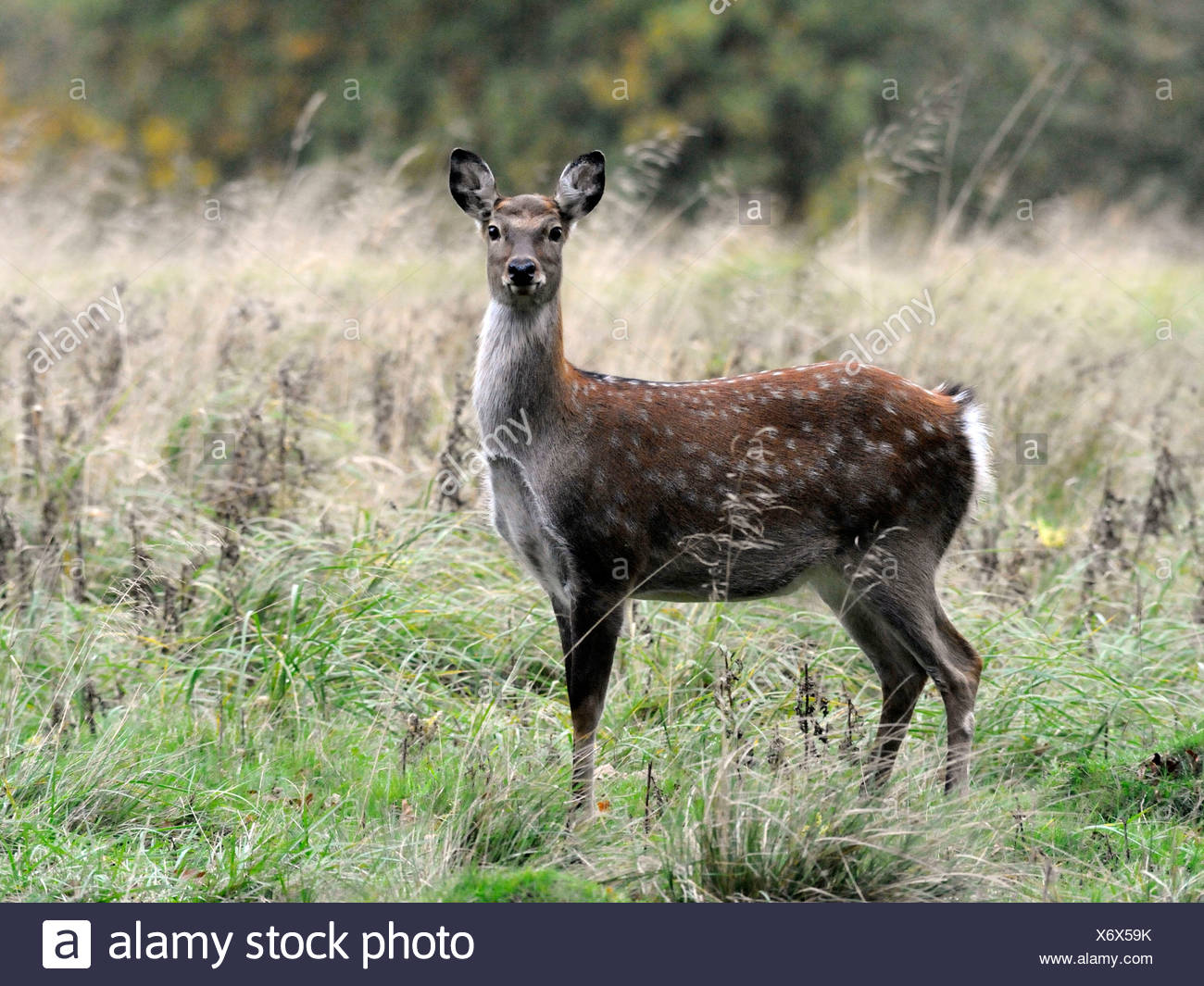 Female Sika Deer High Resolution Stock Photography and Images - Alamy