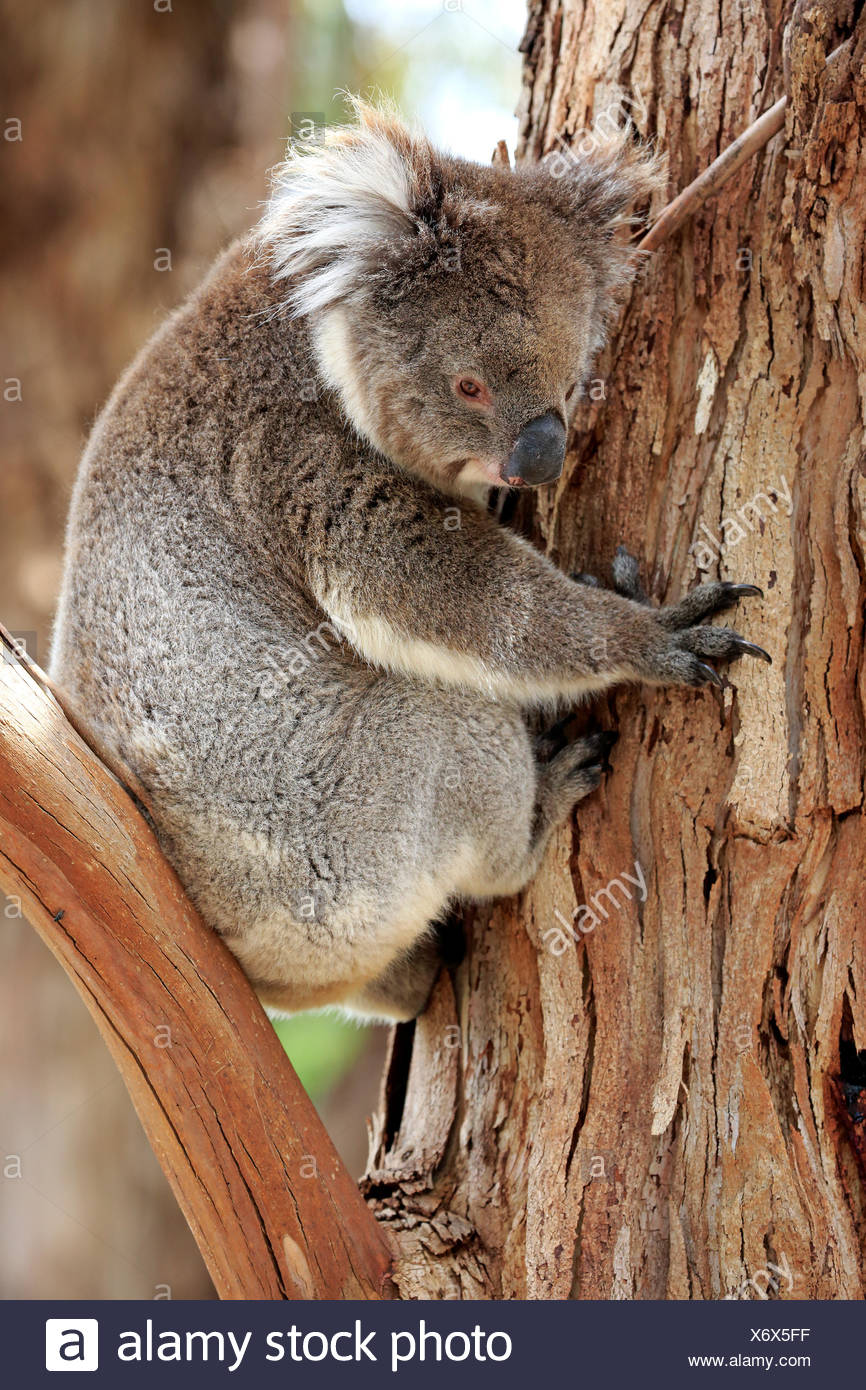 Full Body Of Koala Stock Photos & Full Body Of Koala Stock Images - Alamy