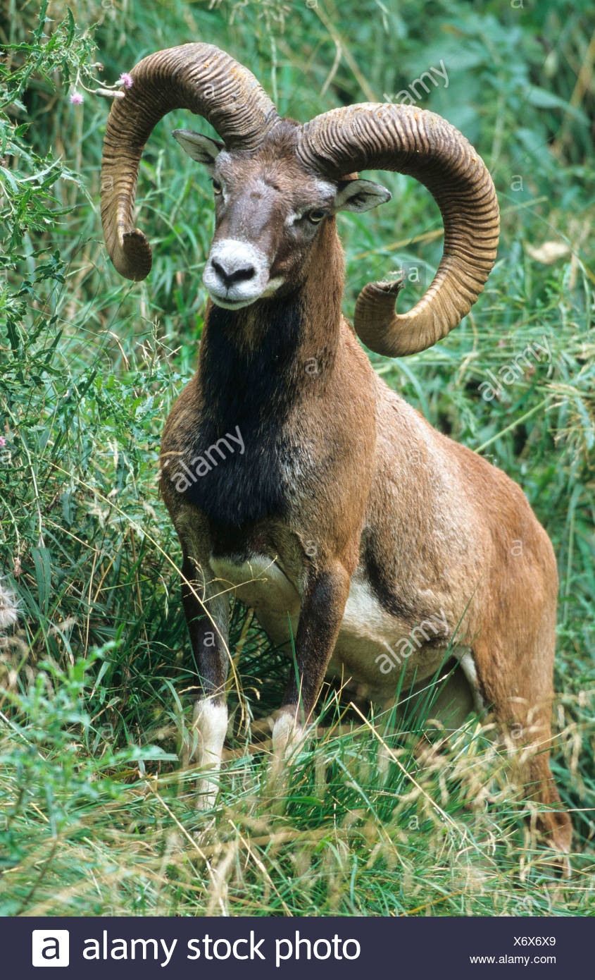 Argali High Resolution Stock Photography and Images - Alamy