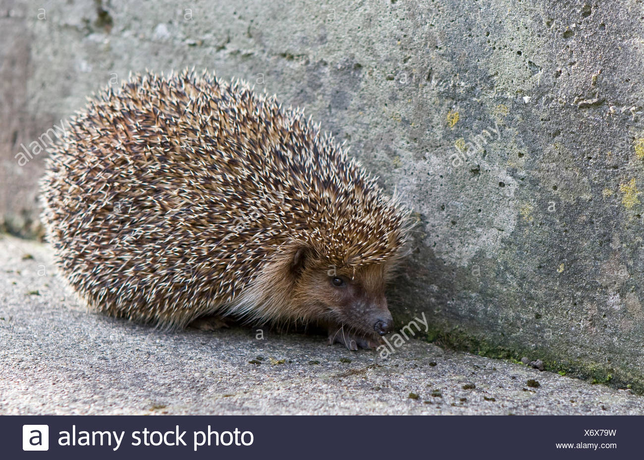 Hedgehog Running High Resolution Stock Photography and Images - Alamy