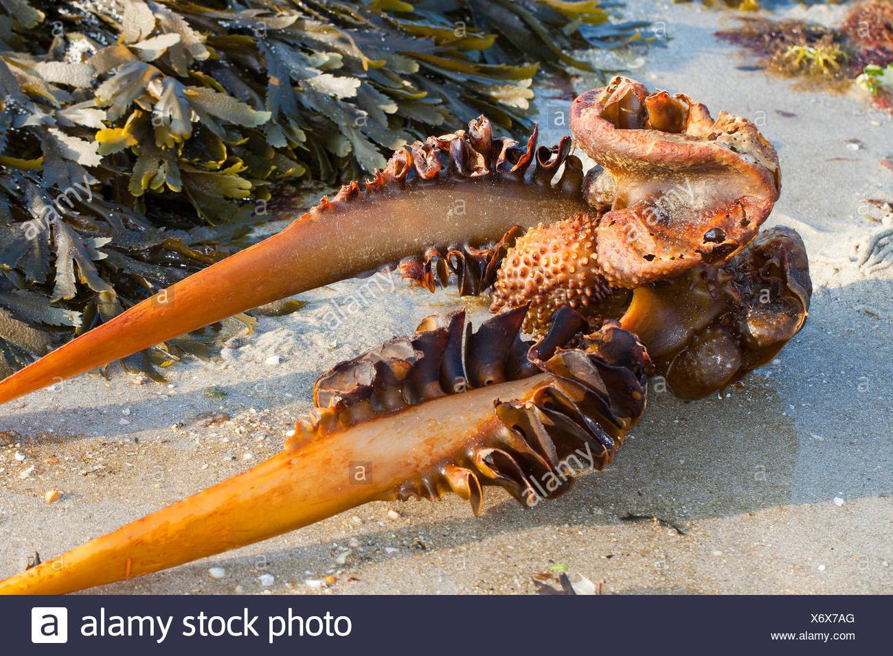 Rhizoids High Resolution Stock Photography and Images - Alamy Rhizoids High Resolution Stock Photography and Images - Alamy