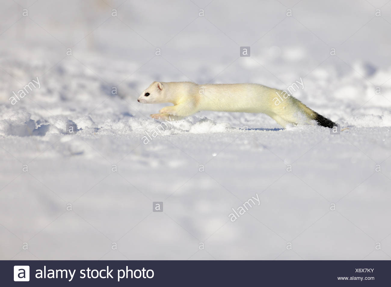 Ermine Snow High Resolution Stock Photography and Images - Alamy