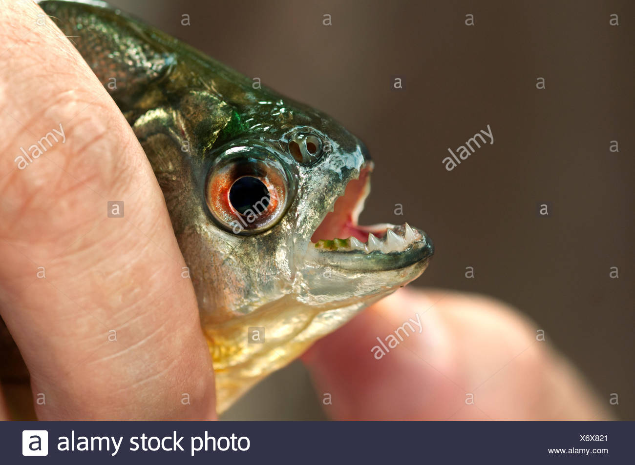 Piranha Teeth High Resolution Stock Photography and Images - Alamy