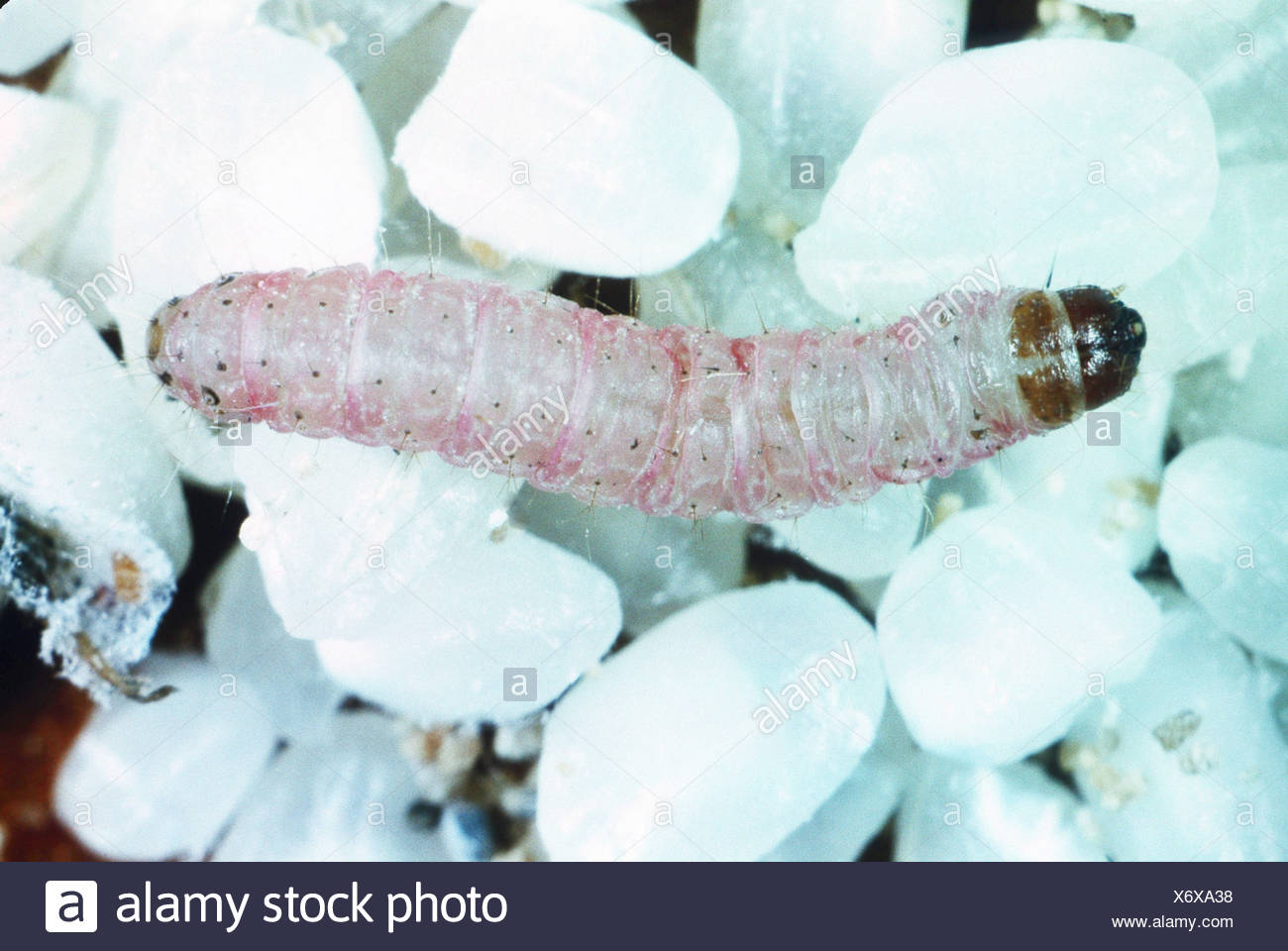 Ephestia Stock Photos & Ephestia Stock Images - Alamy