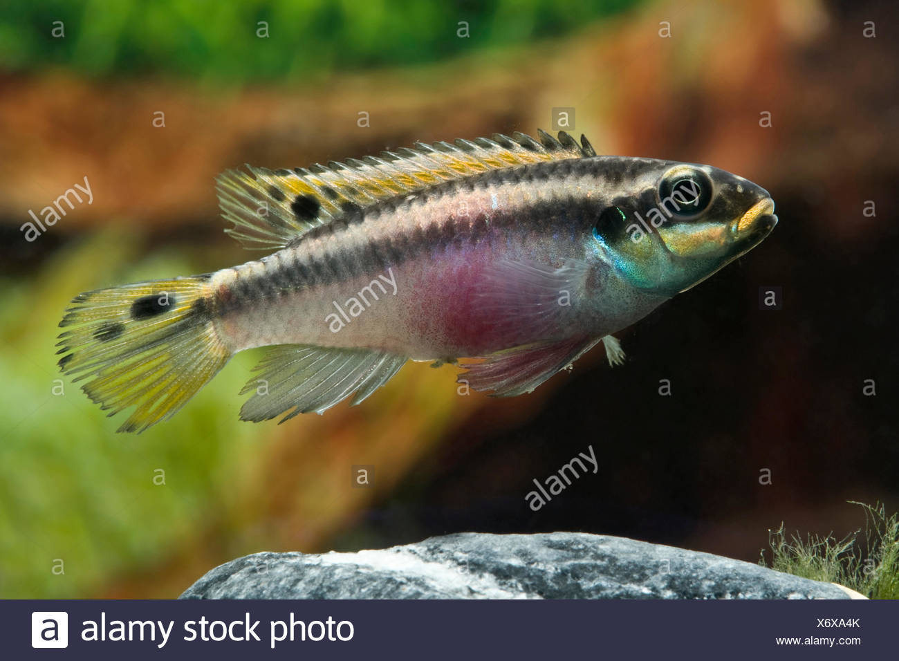 Pelmatochromis High Resolution Stock Photography and Images - Alamy