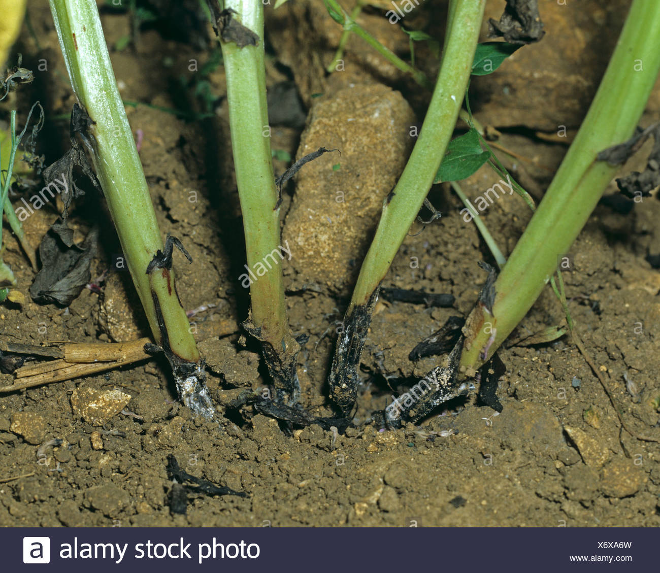 Foot Rot High Resolution Stock Photography and Images - Alamy