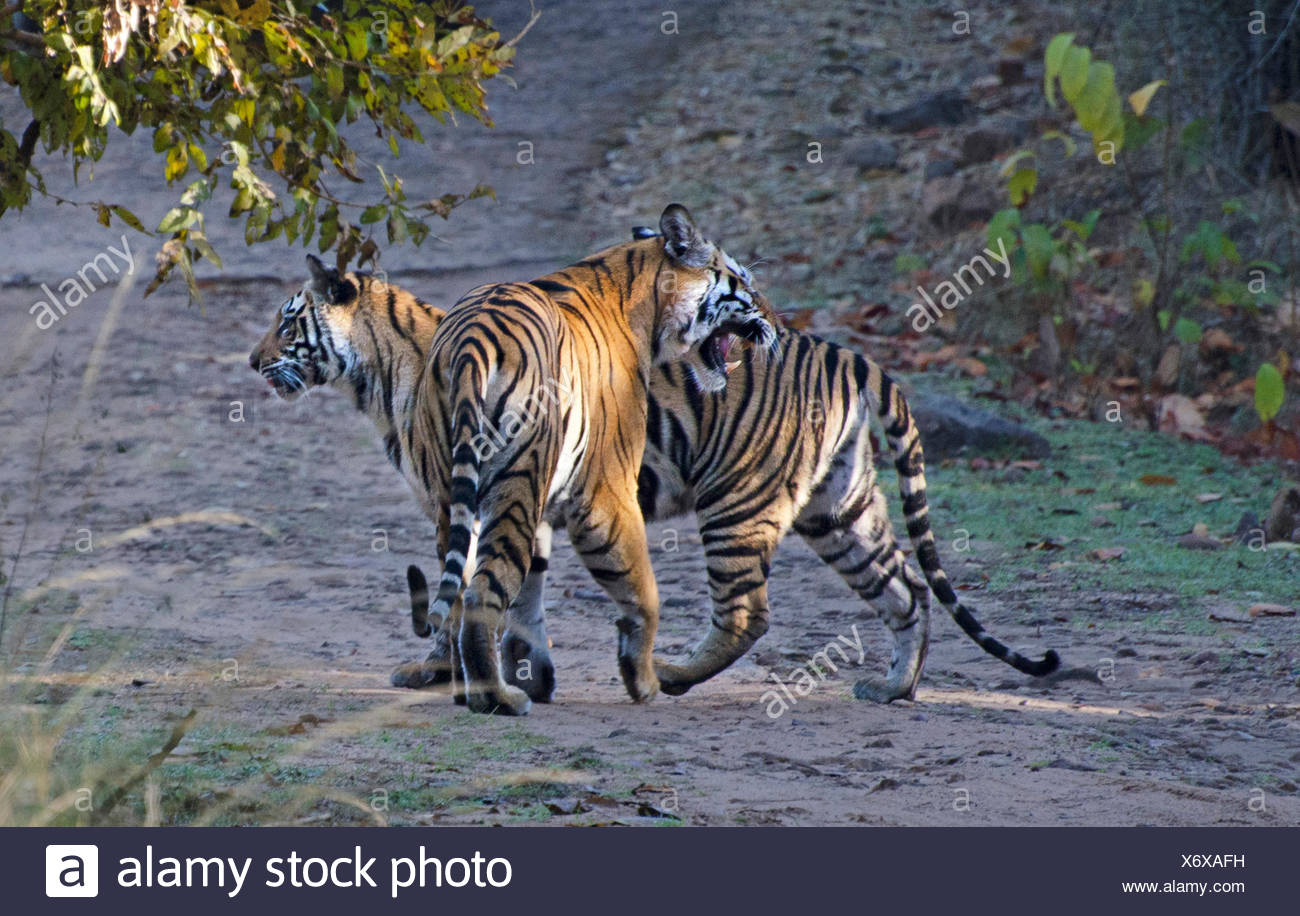 Royal Bengal Tiger India High Resolution Stock Photography and Images ...