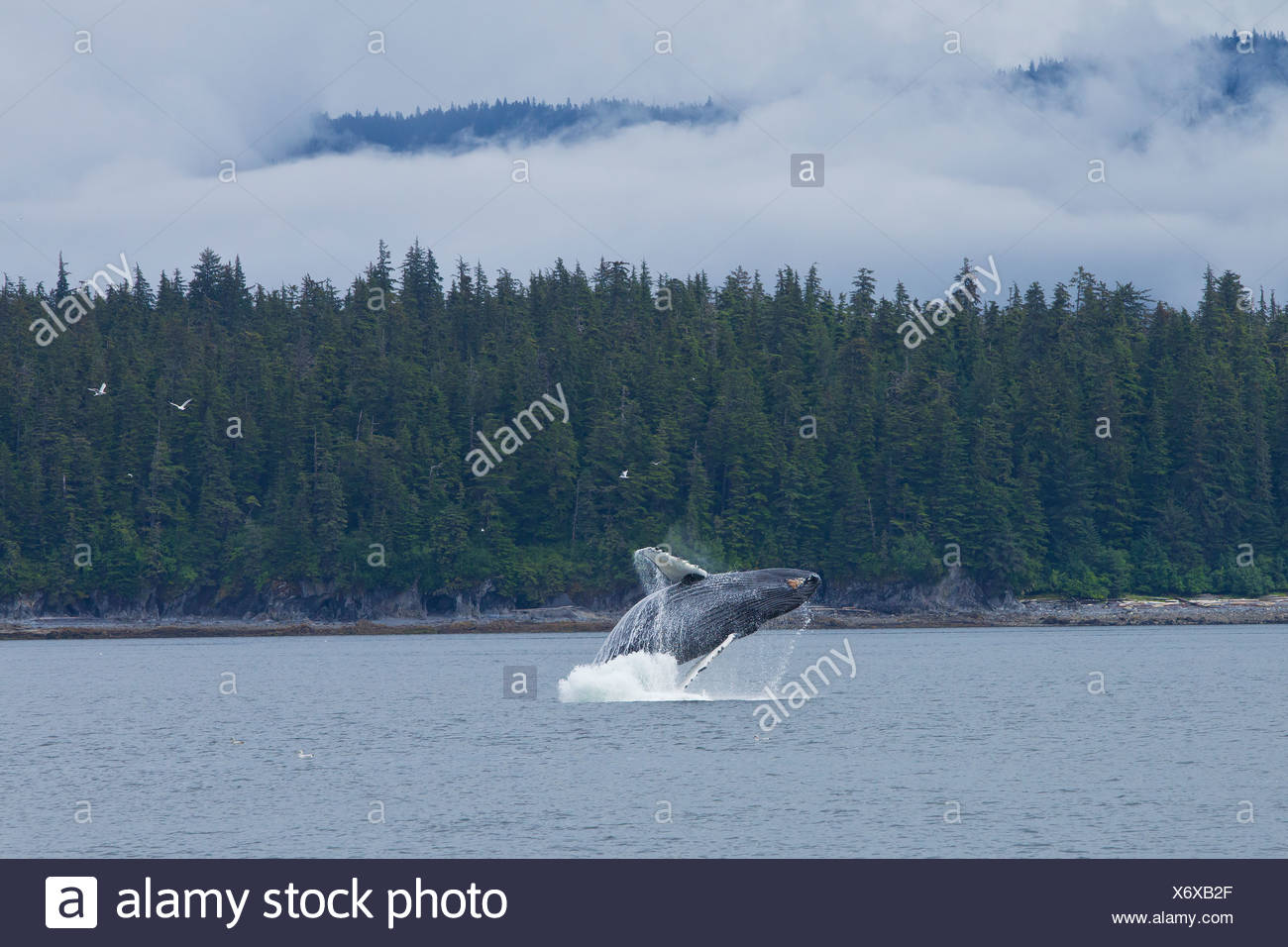 Humpback Whale Breaches Surface Water High Resolution Stock Photography ...