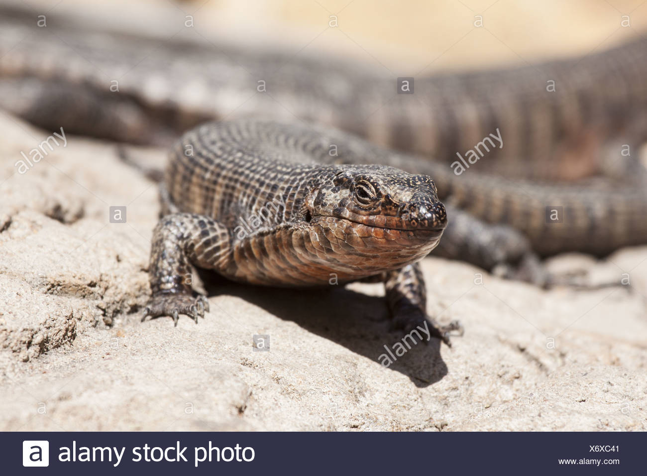 African Plated Lizard High Resolution Stock Photography and Images - Alamy