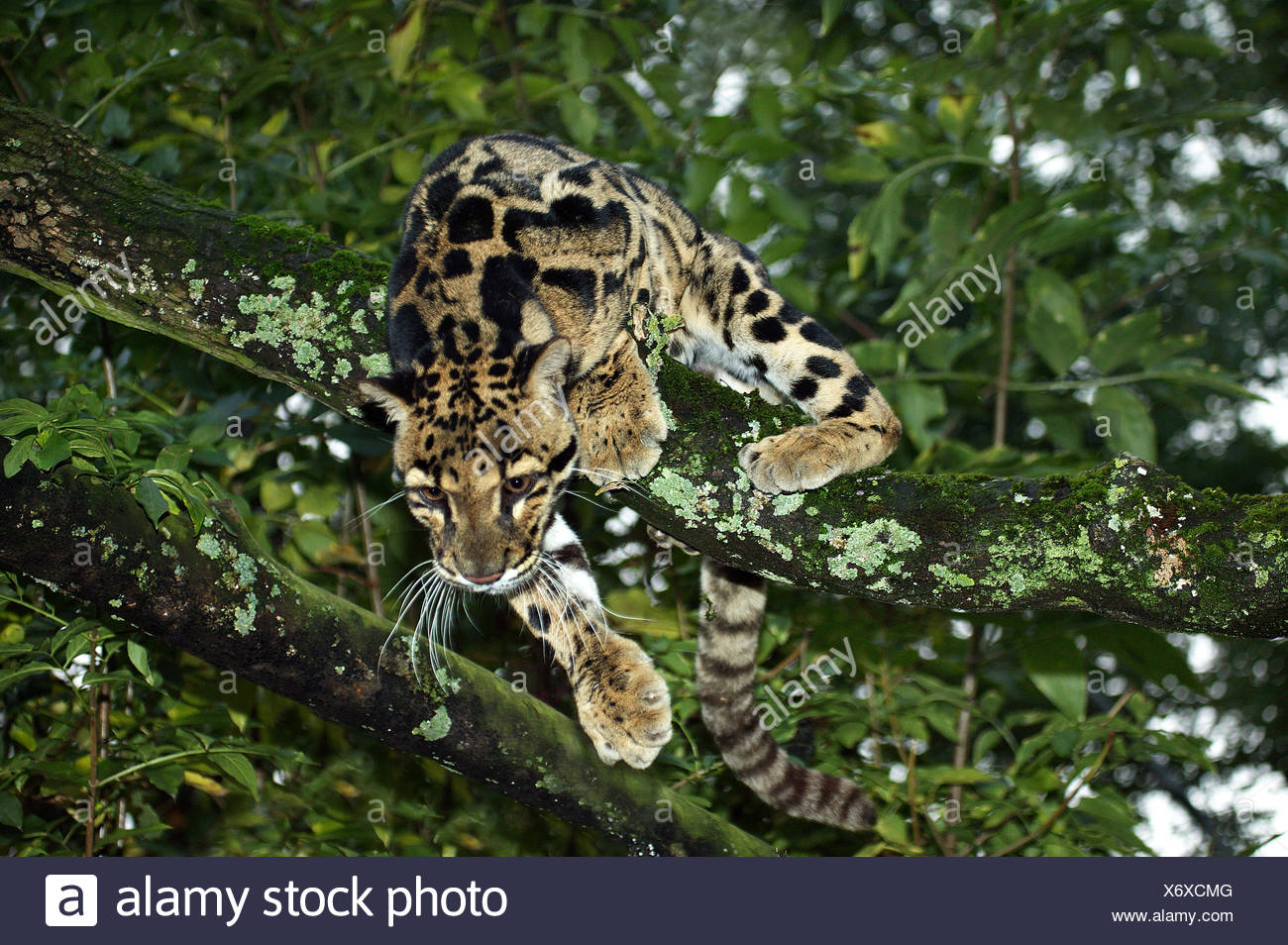 Clouded Leopard Tree High Resolution Stock Photography and Images - Alamy