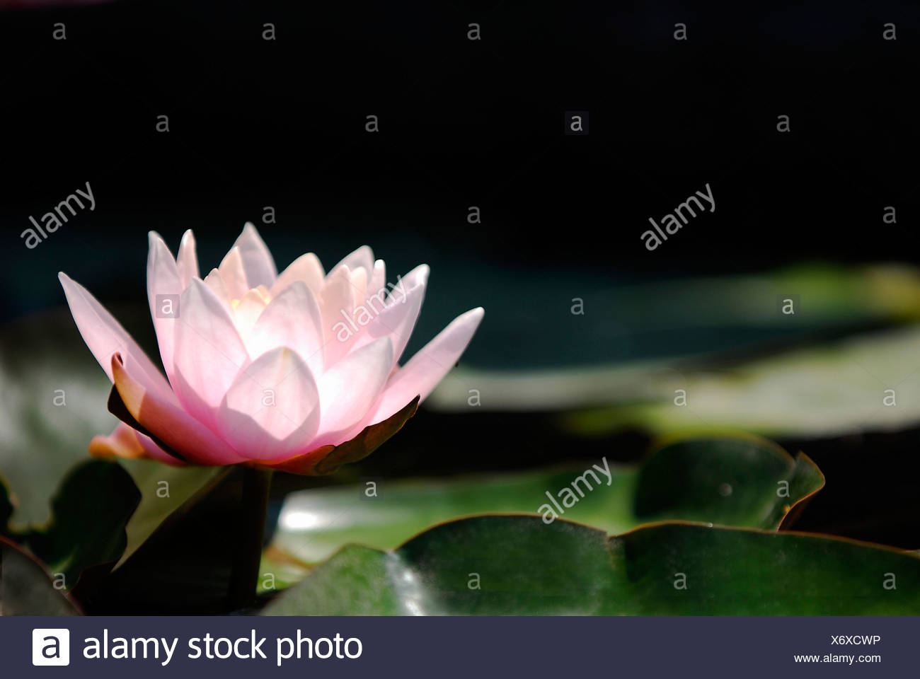Nymphaea Candida High Resolution Stock Photography and Images - Alamy