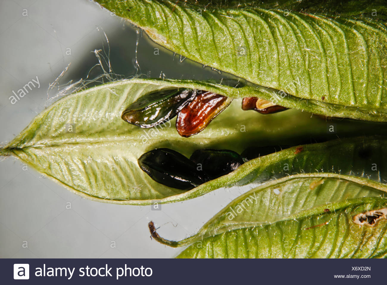 Fruit Follicle High Resolution Stock Photography and Images - Alamy